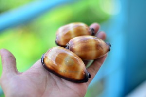 Vỏ ốc heo Chocolate (talparia talpa shell) - VỎ ỐC BIỂN