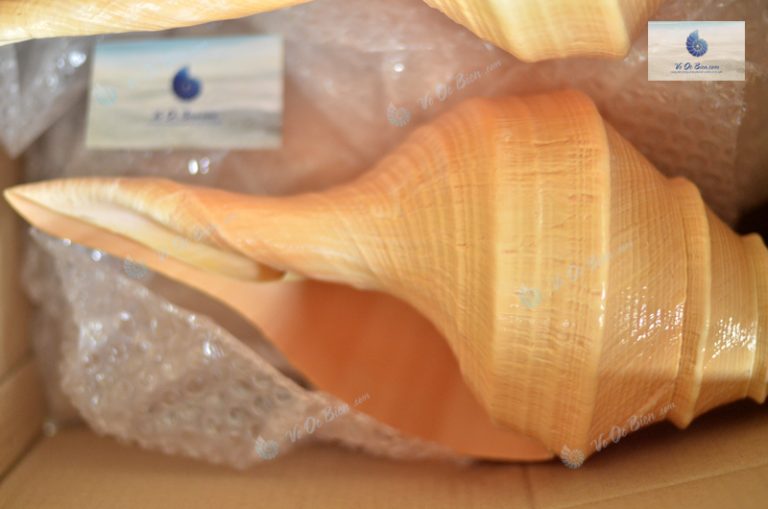 Ốc Kèn Australia (Australian Trumpet Shell) - VỎ ỐC BIỂN